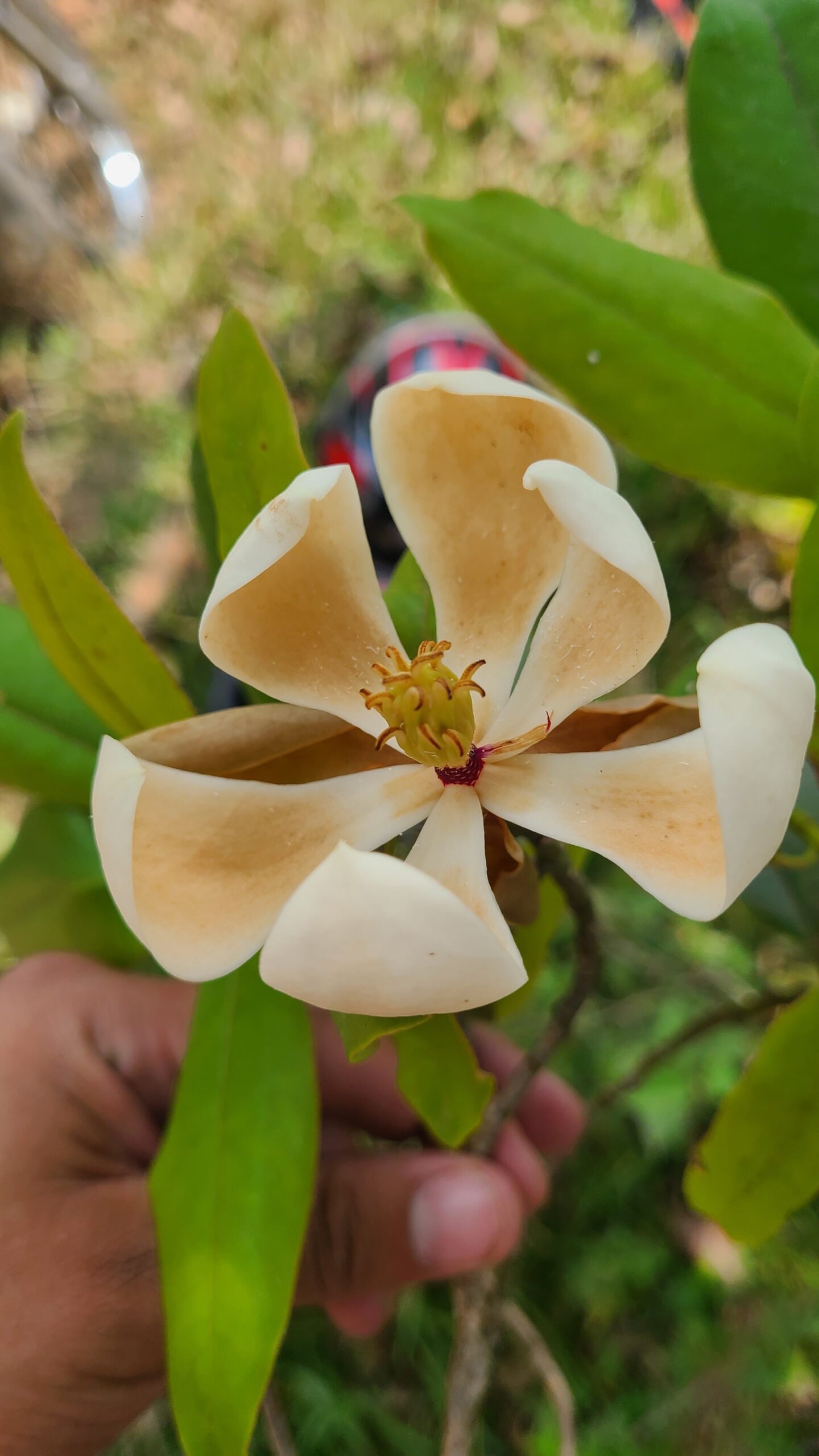 ReservaGuisayote – AESMO